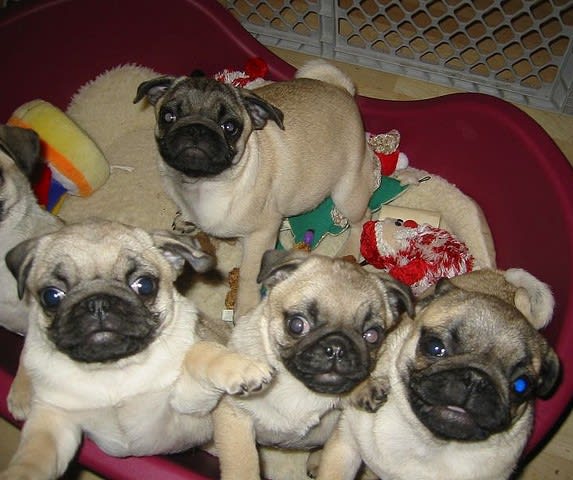 Unique Dog Names for a Pug