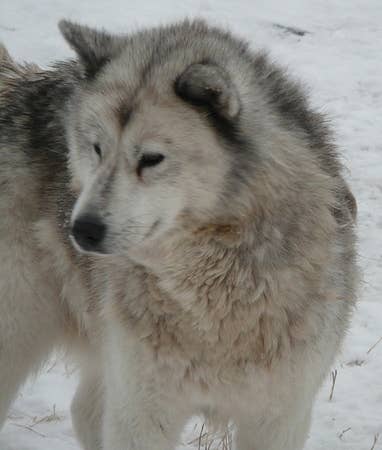 The Best Large Dog Breeds From Canada