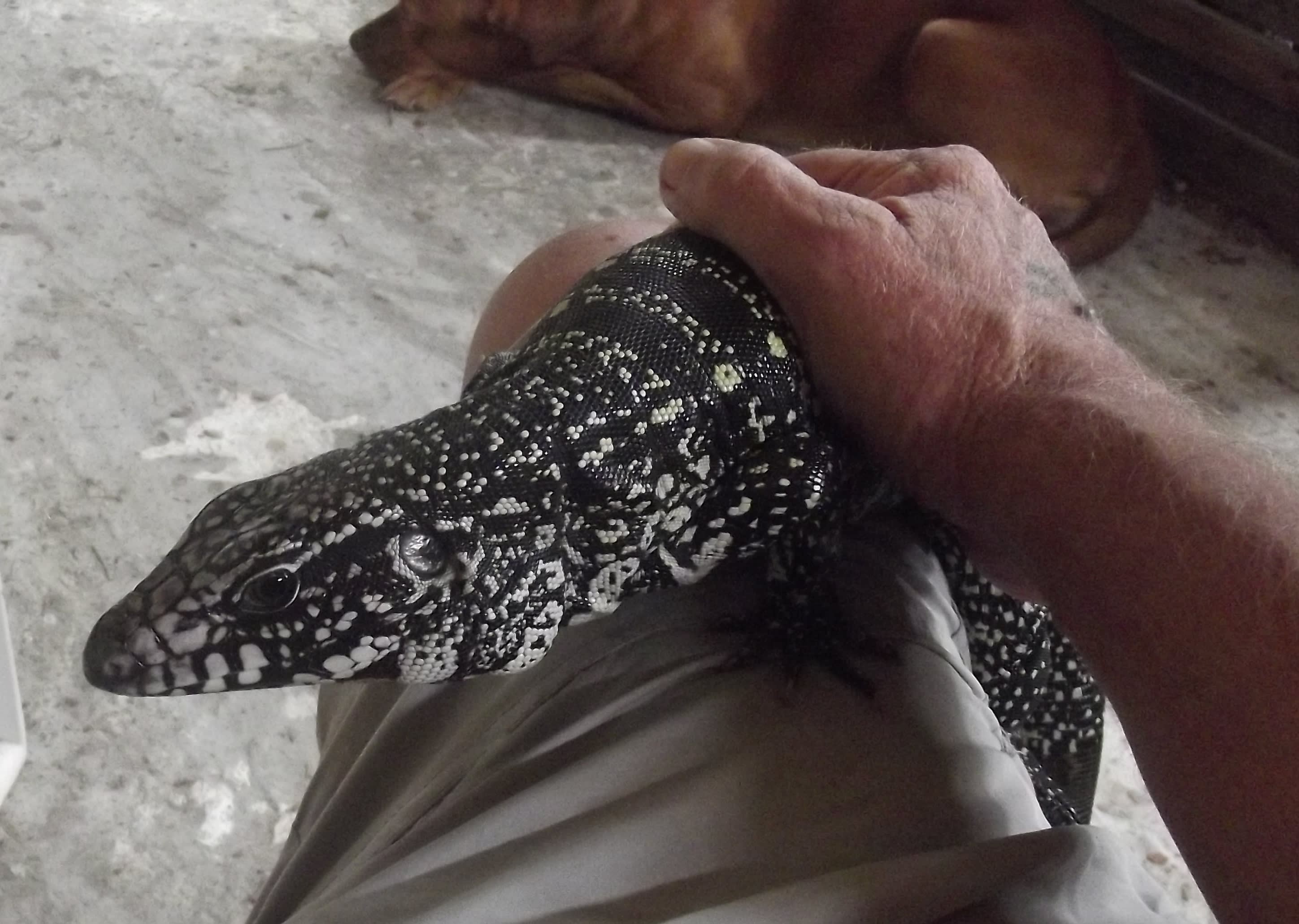 Why the Tegu Is the Best Pet Lizard