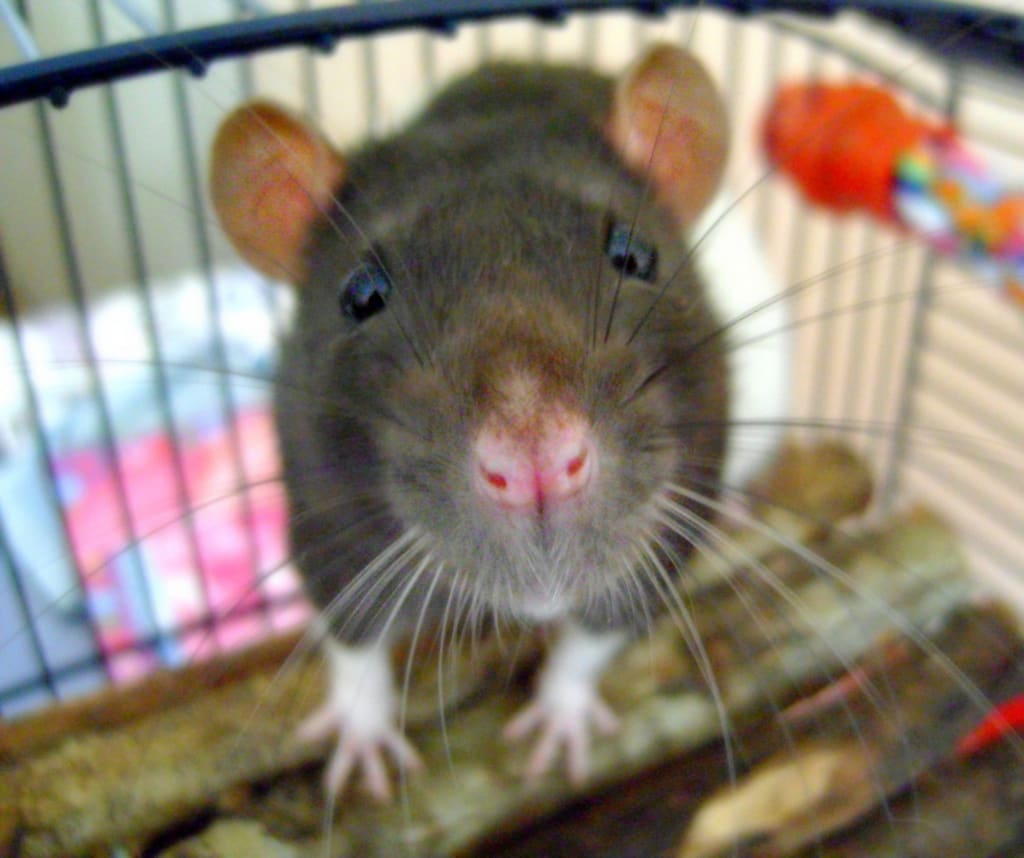 Top 10 Reasons to Have Rats as Pets - PetHelpful