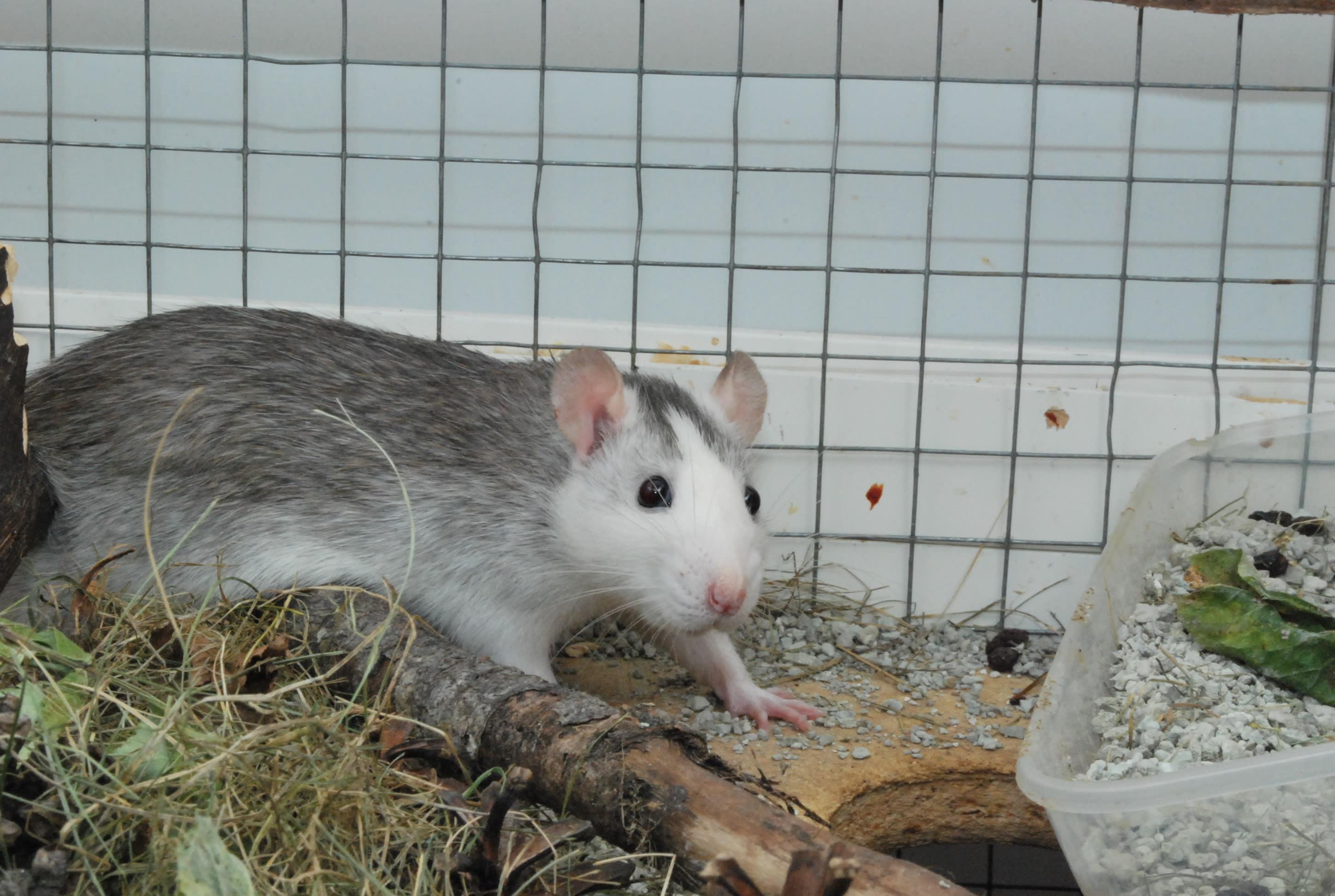 Top 10 Reasons to Have Rats as Pets - PetHelpful