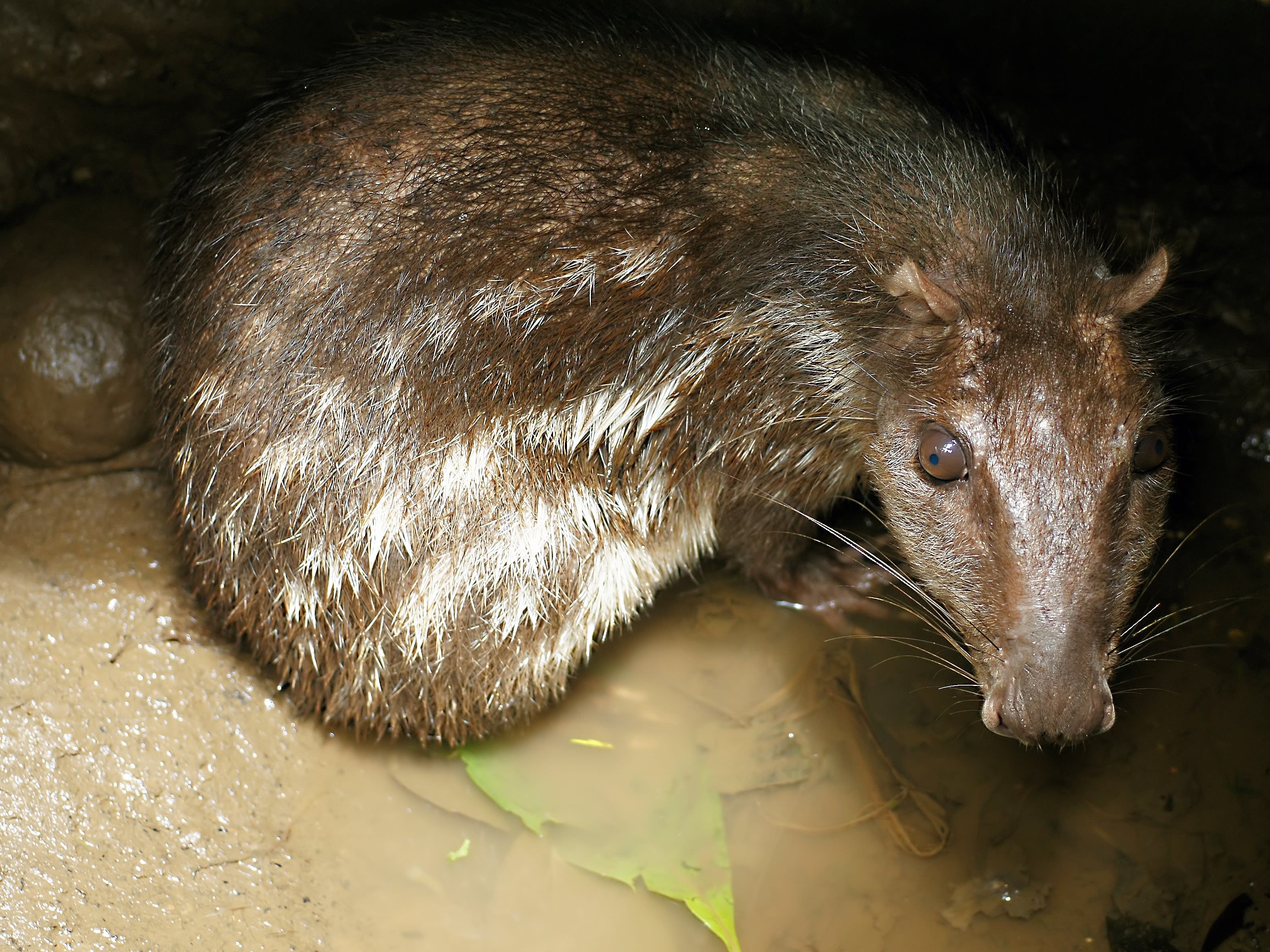 Agouti and Paca Facts: Interesting Rodents of South America
