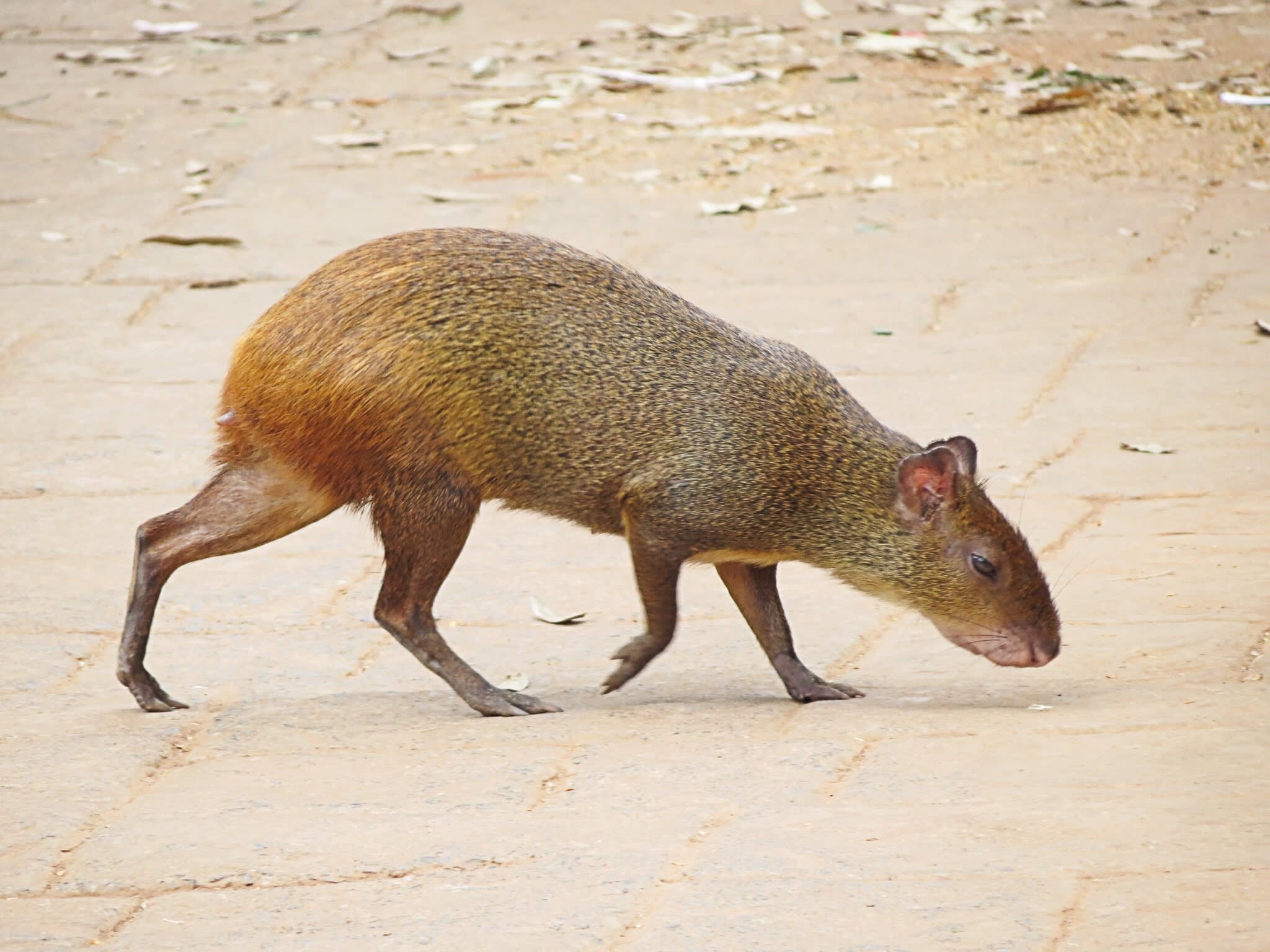 Agouti Paca Mountain Paca (Agouti Taczanowskii) In The Colombian