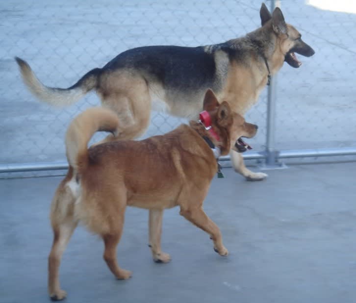 Why Is My Dog Aggressive Towards Intact Males? - PetHelpful