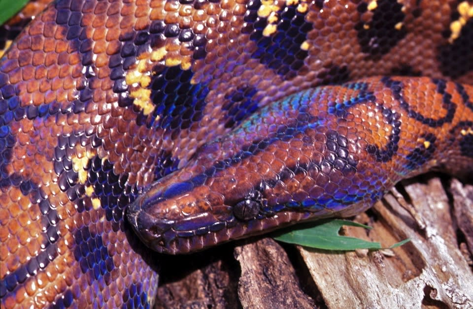 14 Species of Boas and Pythons: Amazing Constricting Snakes