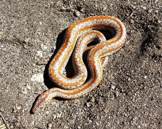 14 Species of Boas and Pythons: Amazing Constricting Snakes