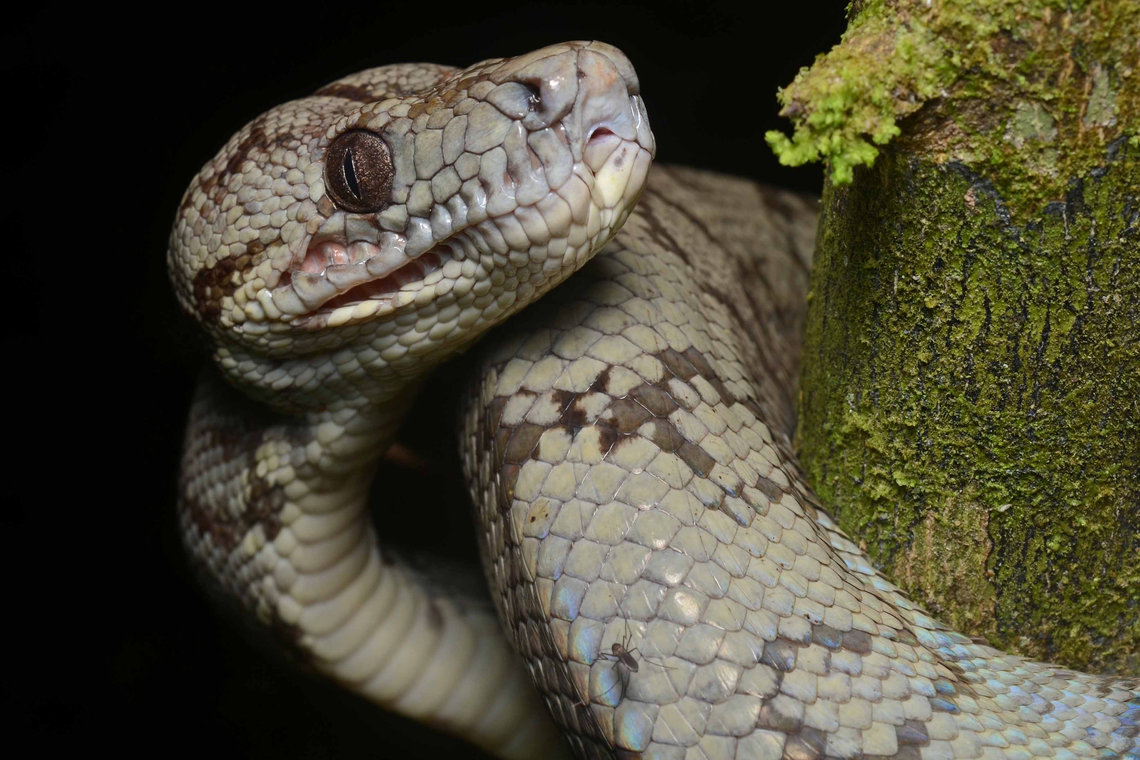 14 Species of Boas and Pythons: Amazing Constricting Snakes - PetHelpful