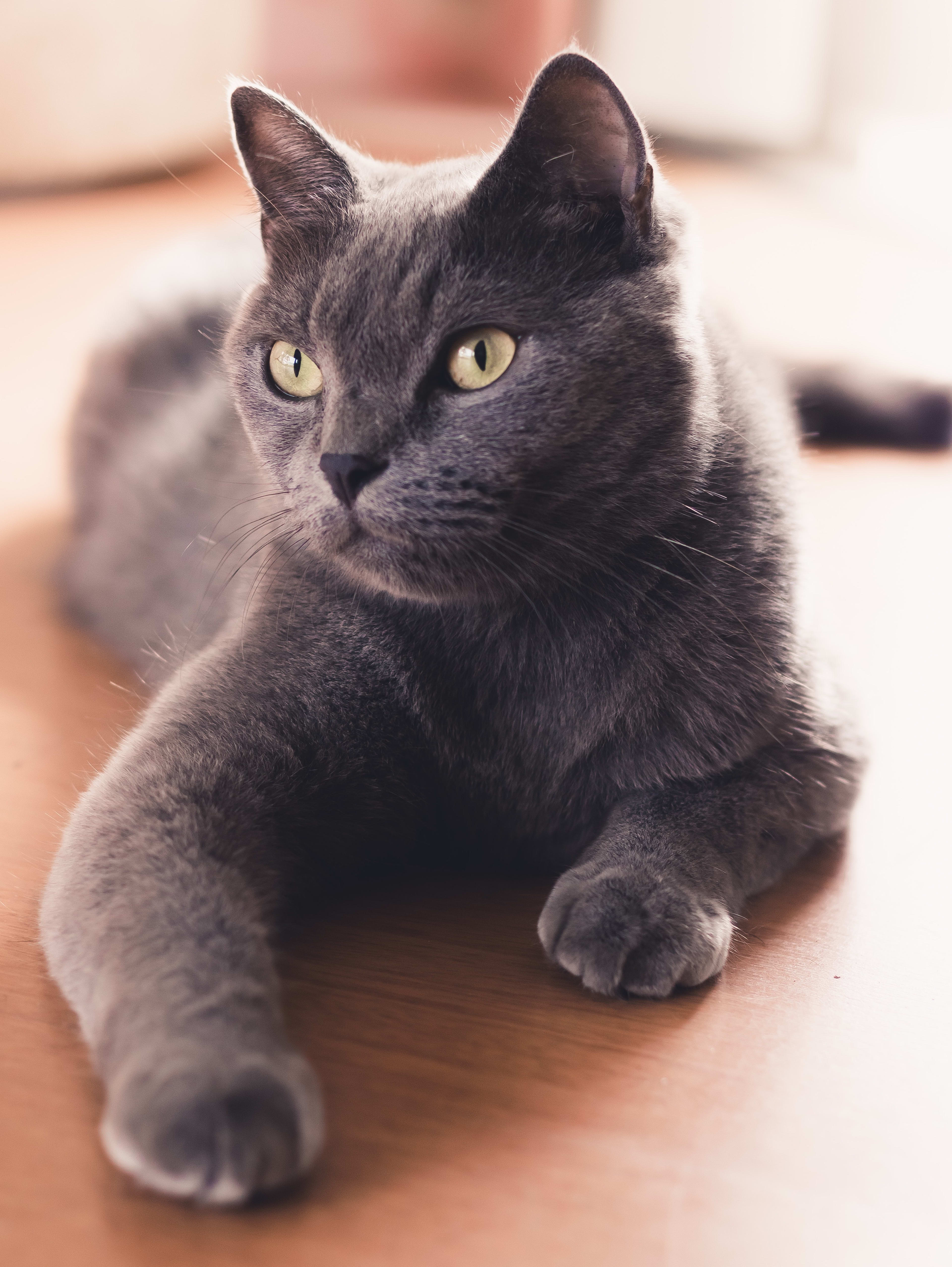 How to Identify Cat Breeds: From Ear Tufts to Fluffy Tails - PetHelpful