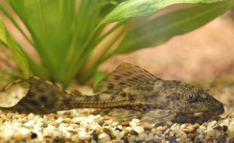 5 Best Intermediate-Level Freshwater Fish