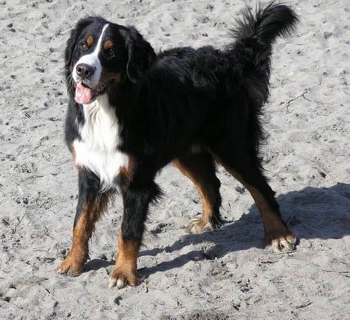 Best Swiss Names for a Bernese Mountain Dog