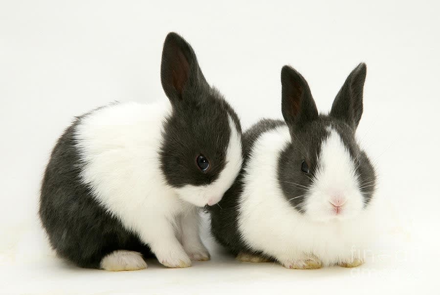The 10 Best Pet Rabbit Breeds for Children - PetHelpful