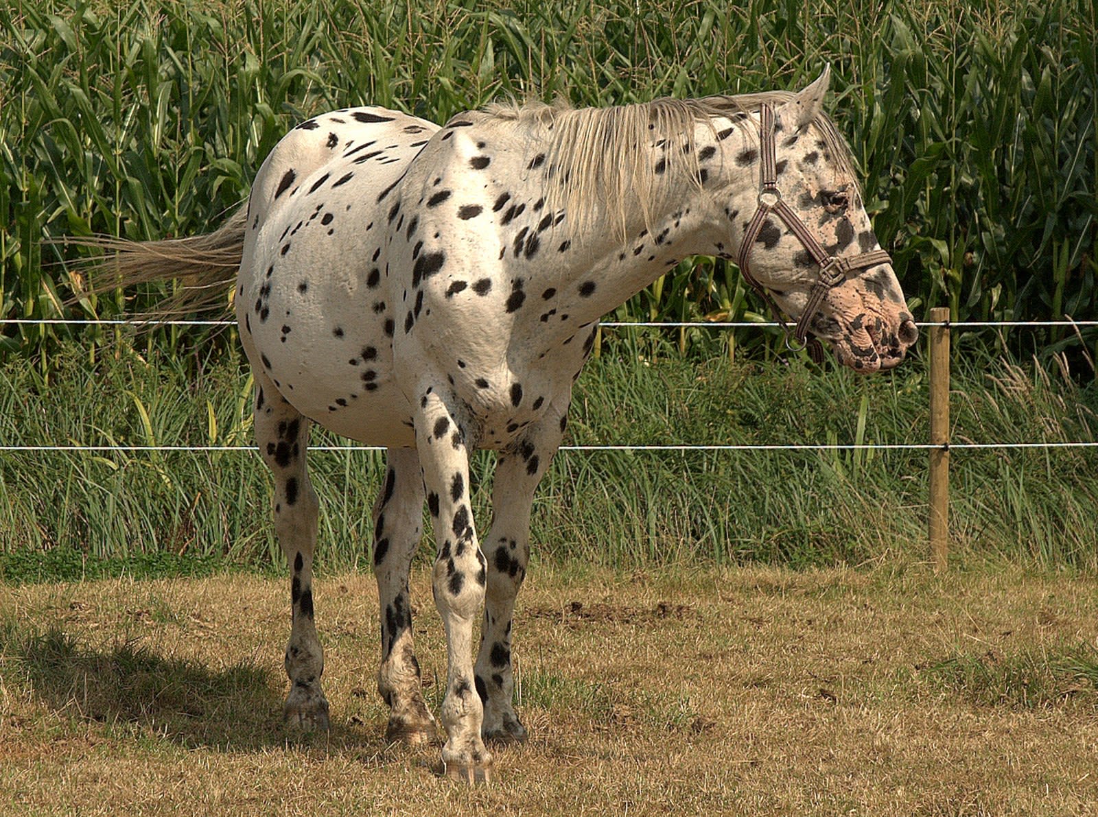 9 Beautiful, Rare and Unusual Horse Breeds - PetHelpful