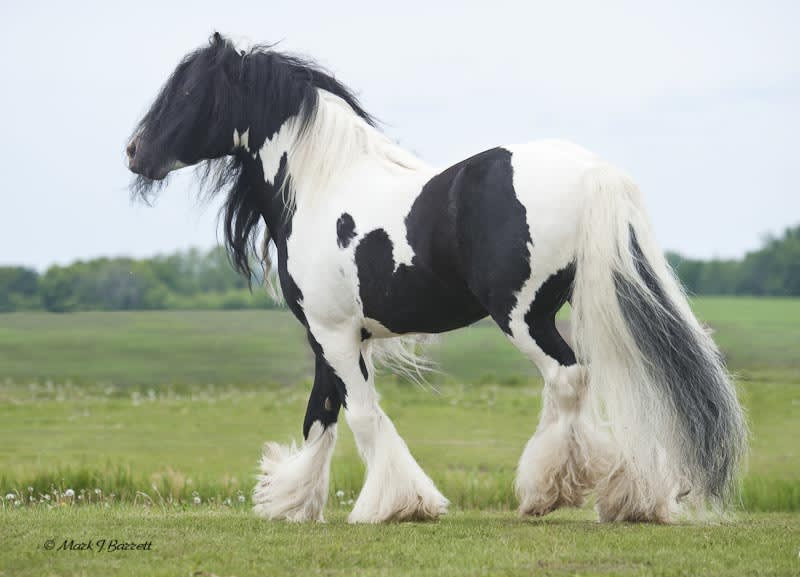 9 Beautiful, Rare and Unusual Horse Breeds - PetHelpful