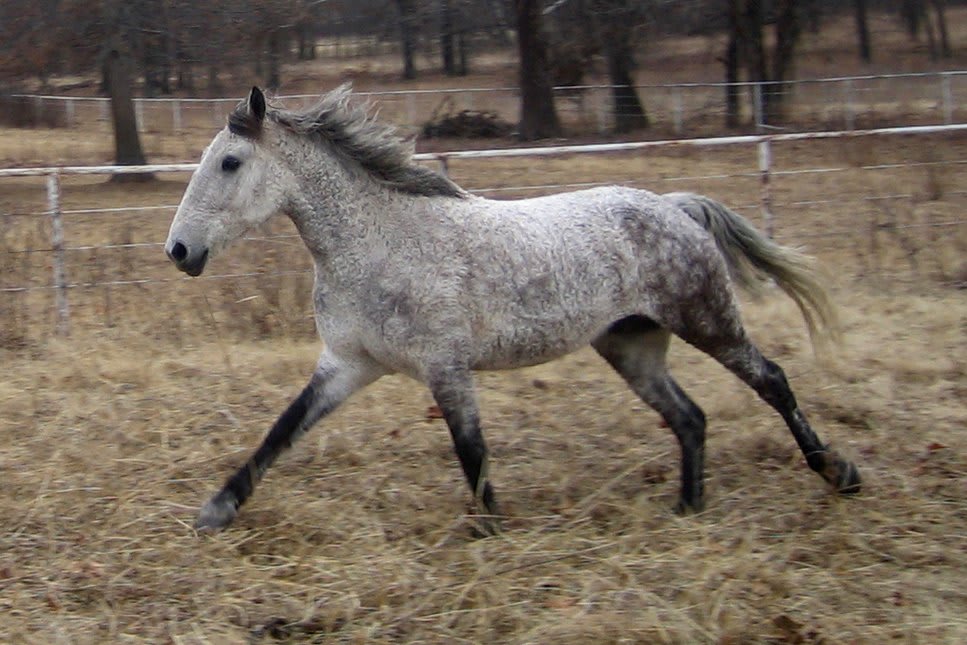 9 Beautiful, Rare and Unusual Horse Breeds - PetHelpful