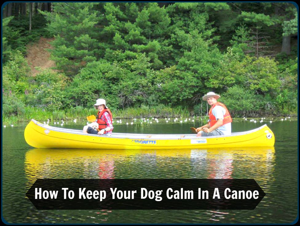 Safety Tips for Canoeing With Your Dog - PetHelpful