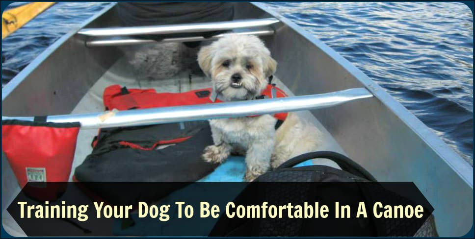 Safety Tips for Canoeing With Your Dog - PetHelpful