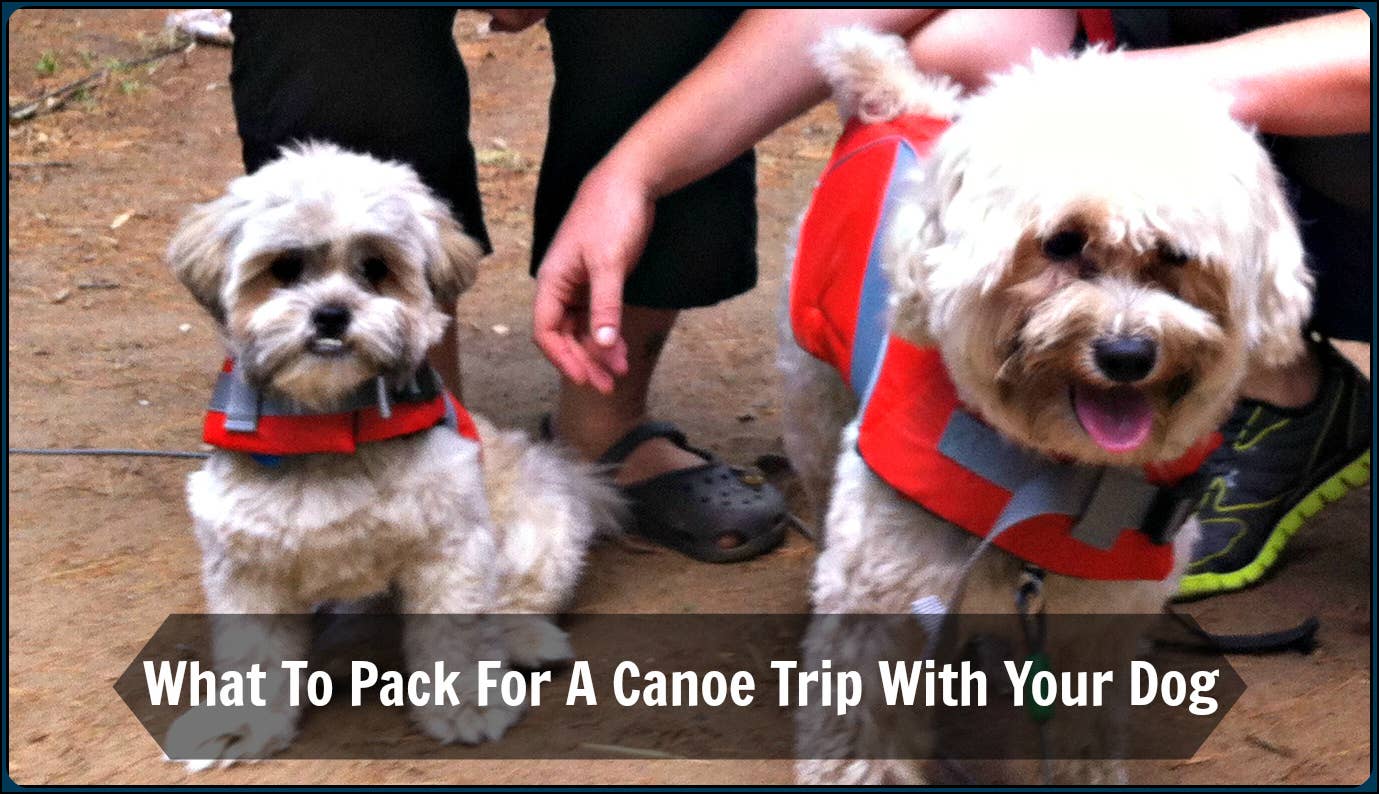Safety Tips for Canoeing With Your Dog - PetHelpful