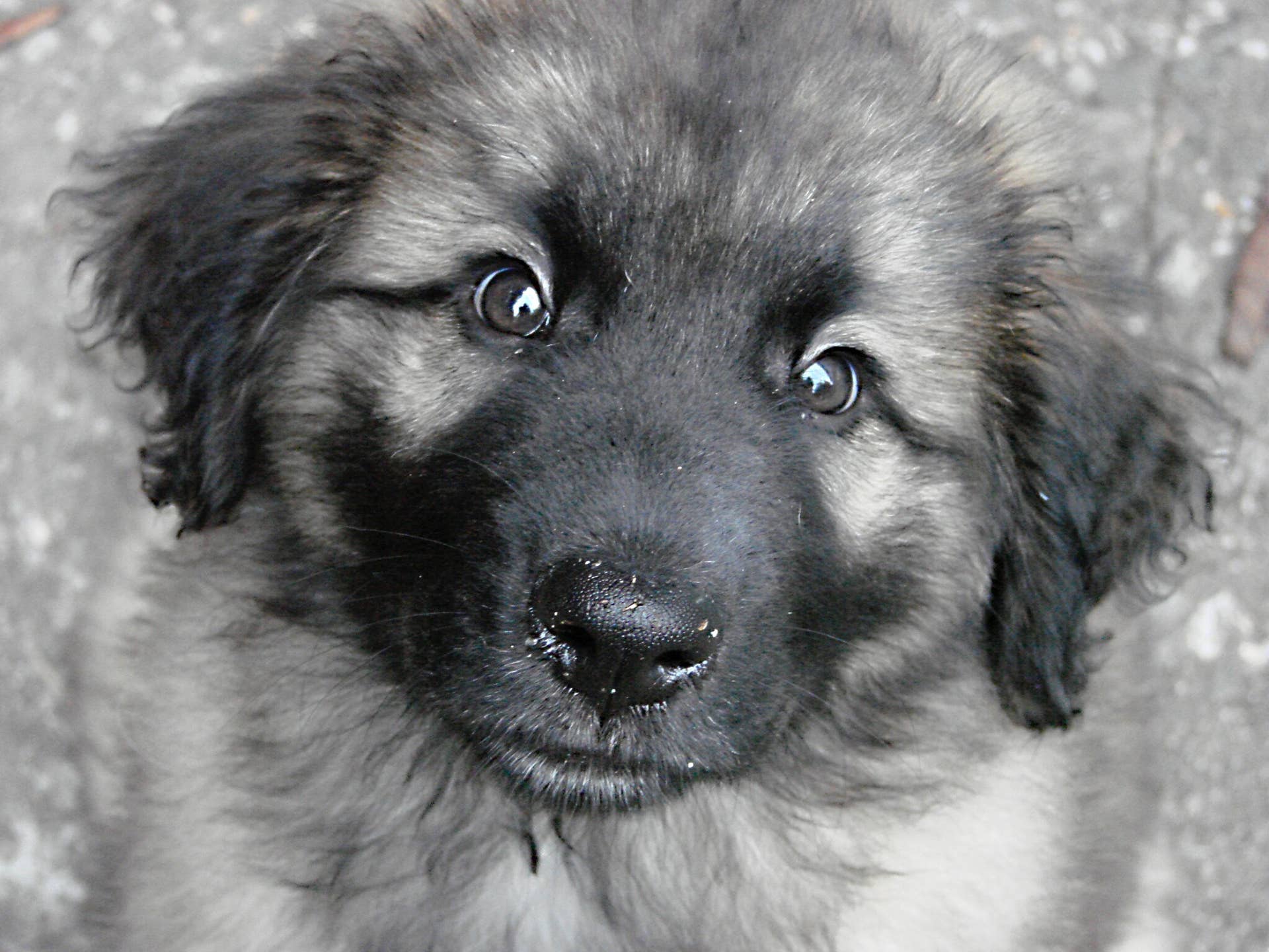Spleen Functions, Hematoma, and Removal (Splenectomy) in Dogs - PetHelpful