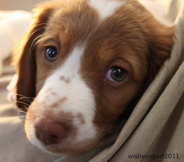 Seven Happy Dog Breeds That Your Family Will Love