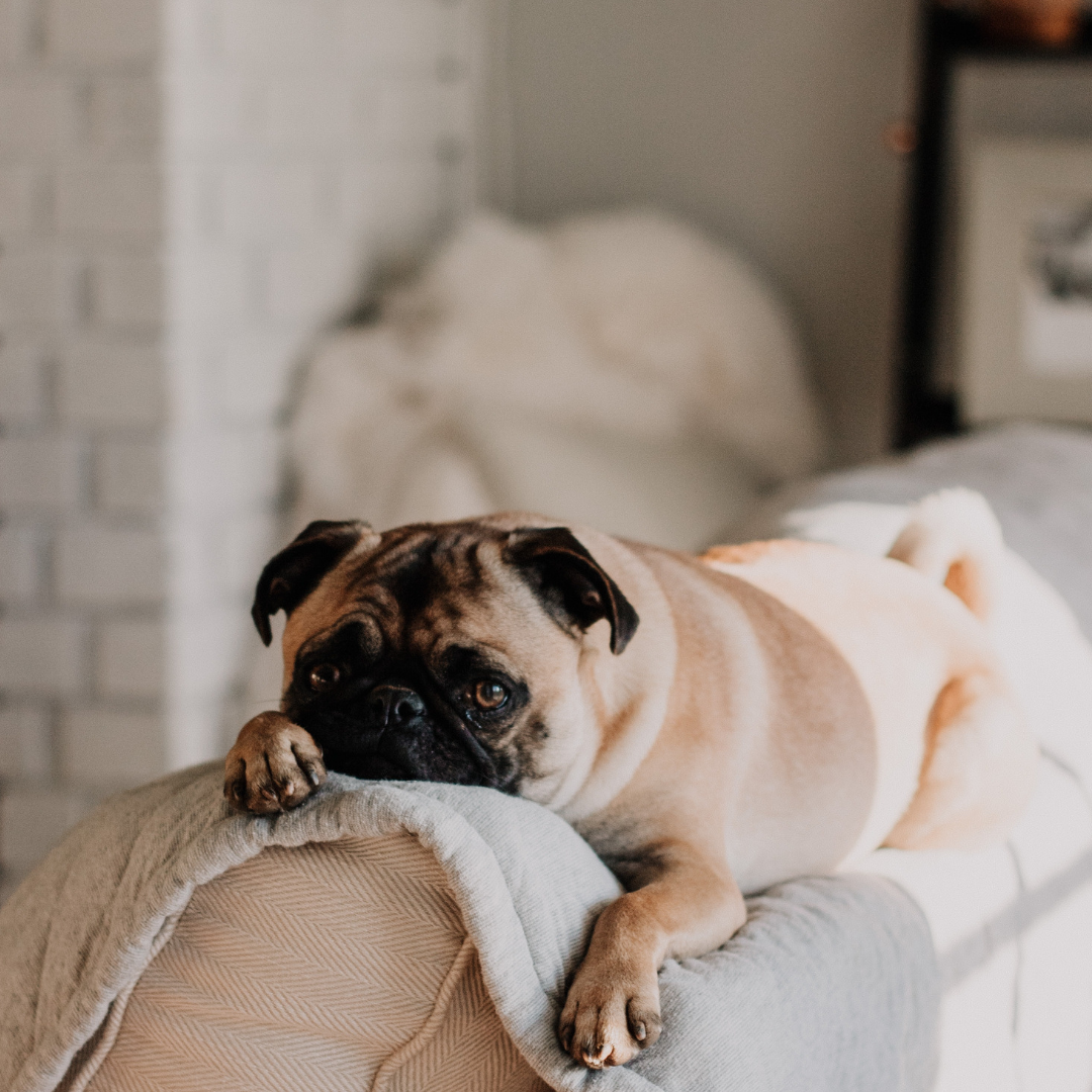 7 Serious Reasons Your Dogs Eyes Are Red and Inflamed and What to Do ...