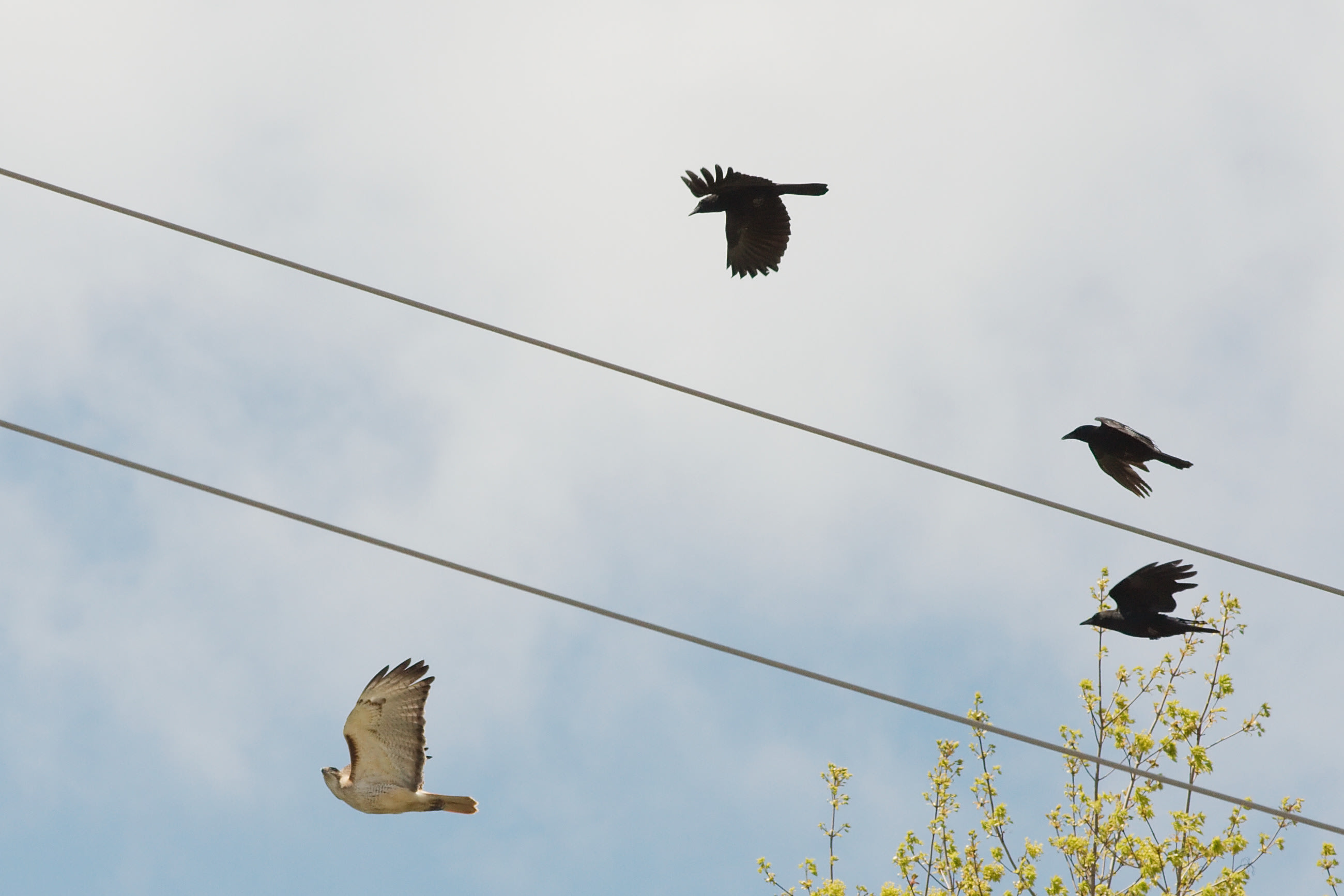 Wild Parrots Multiplying in Southern California - PetHelpful