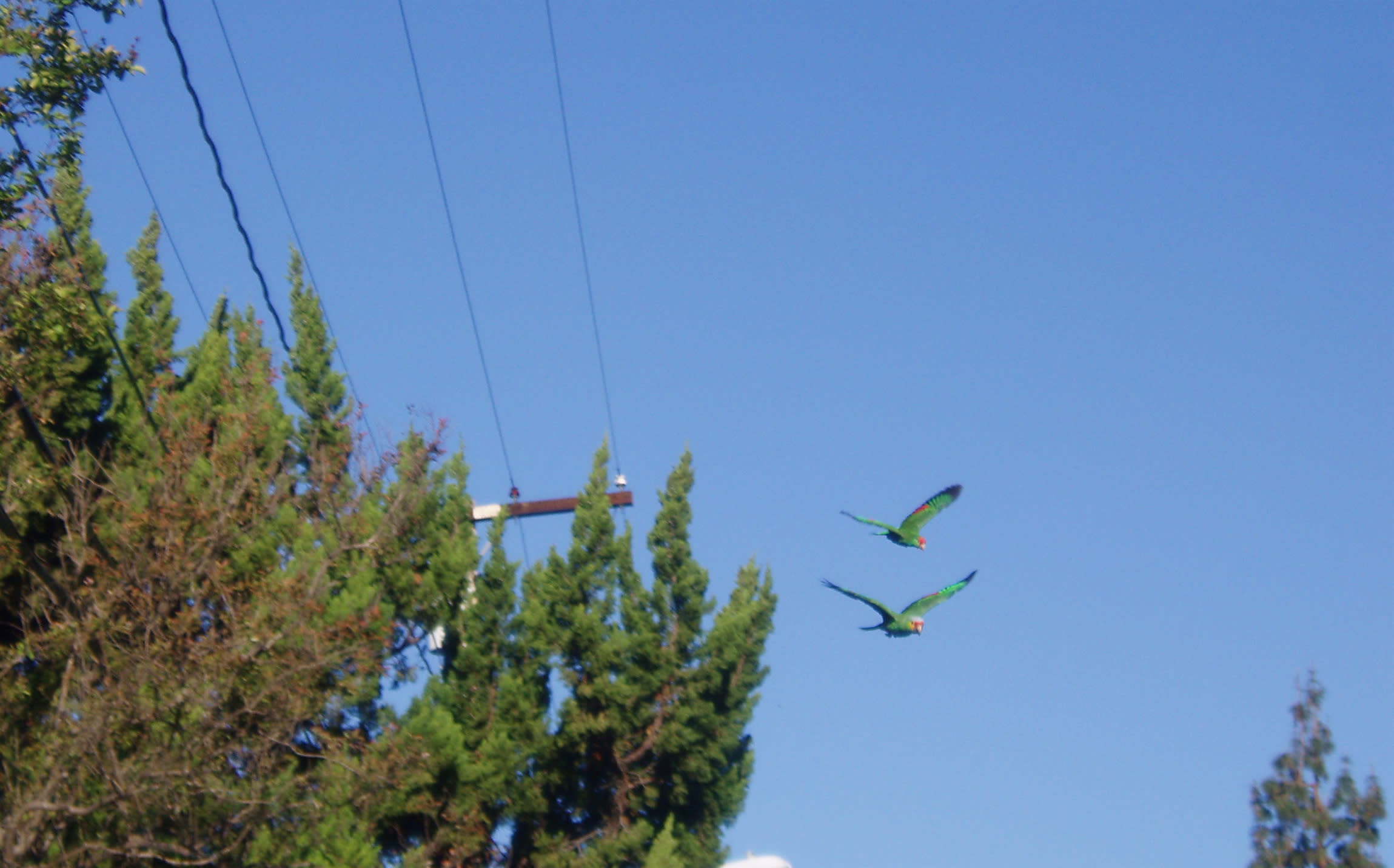 Wild Parrots Multiplying in Southern California - PetHelpful