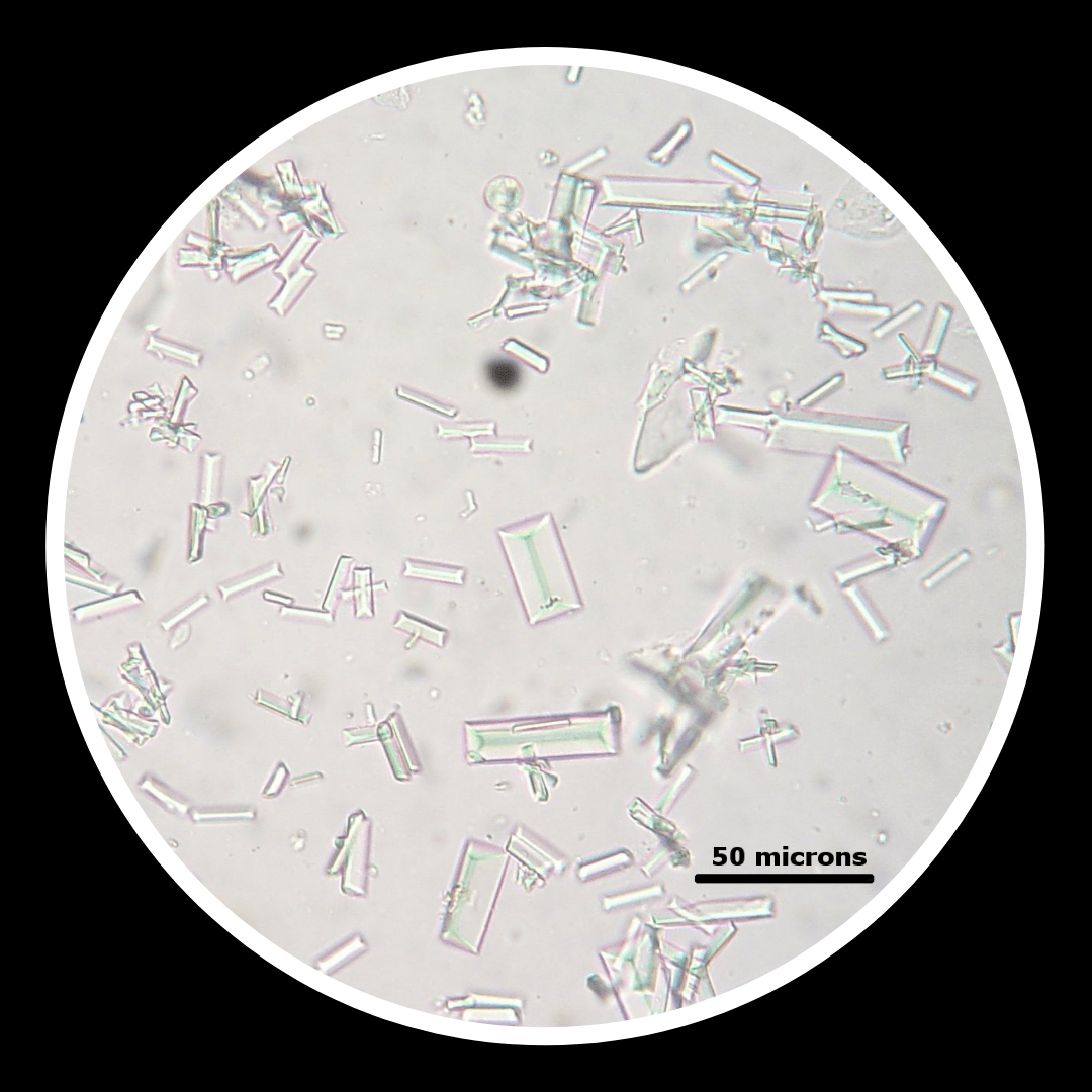 Why Is My Dog Not Peeing After Surgery? Here's What to Do - PetHelpful