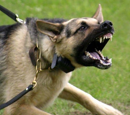 7 Causes of Dog Aggression: Fear, Pain, Prey, and More - PetHelpful