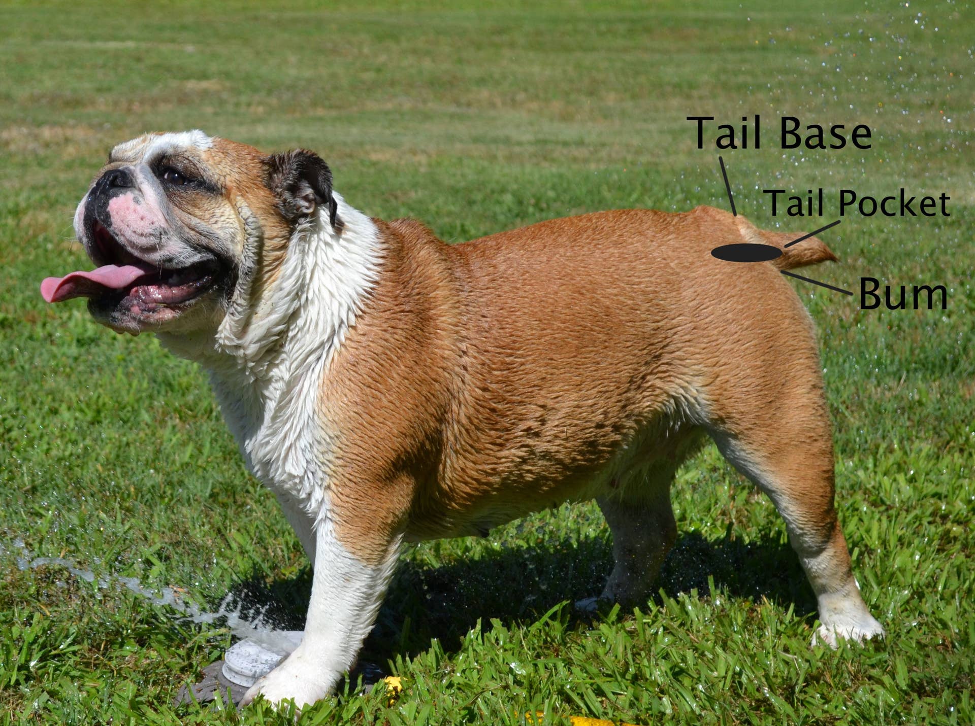 5 Things to Consider Before Owning an English Bulldog - PetHelpful