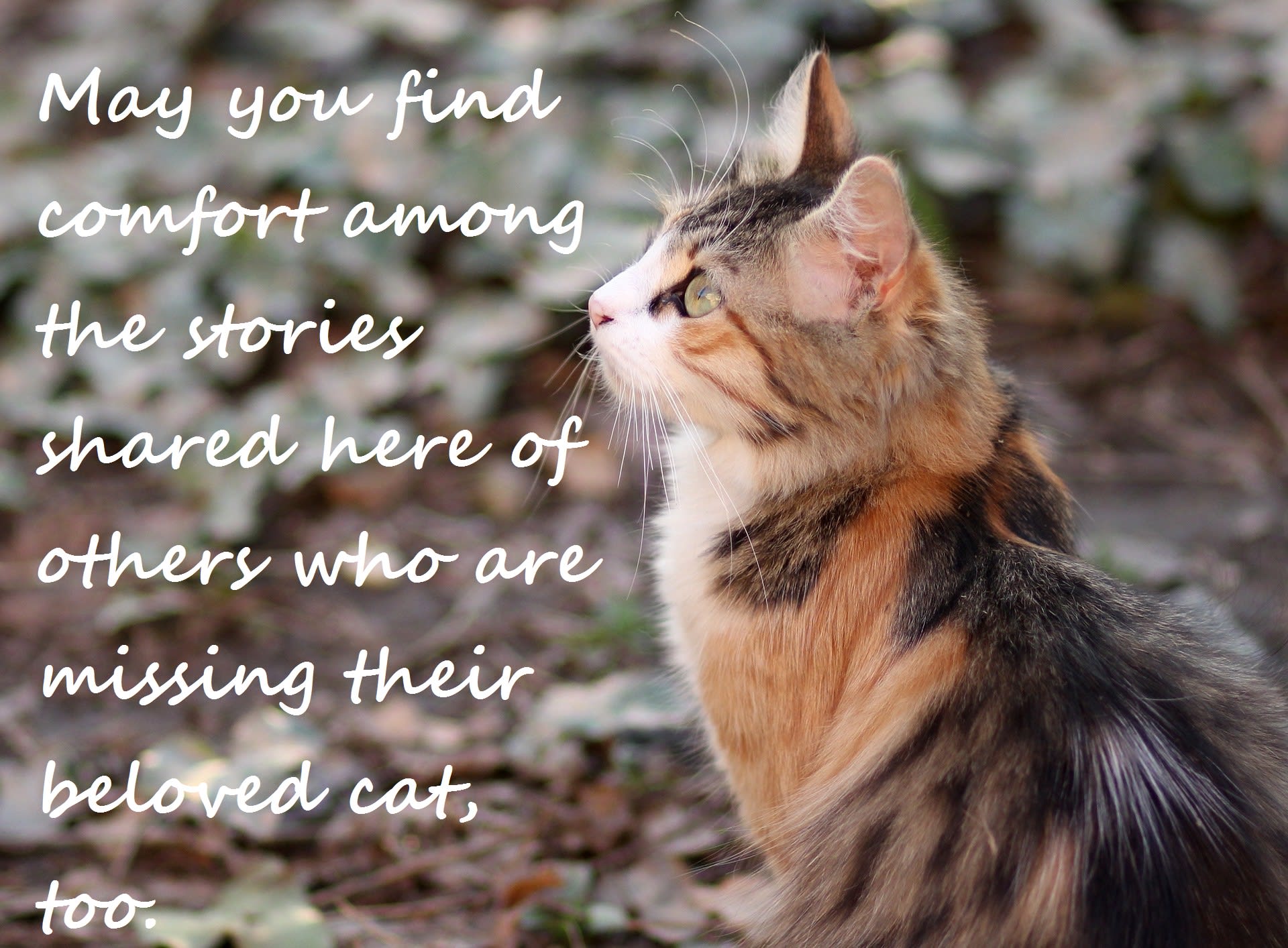 When Your Cat Dies: Gentle Tips to Heal Your Grieving Heart - PetHelpful