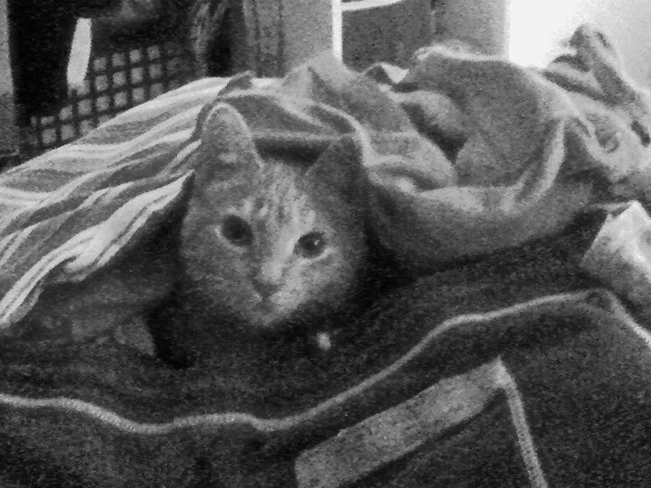 When Your Cat Dies: Gentle Tips to Heal Your Grieving Heart - PetHelpful