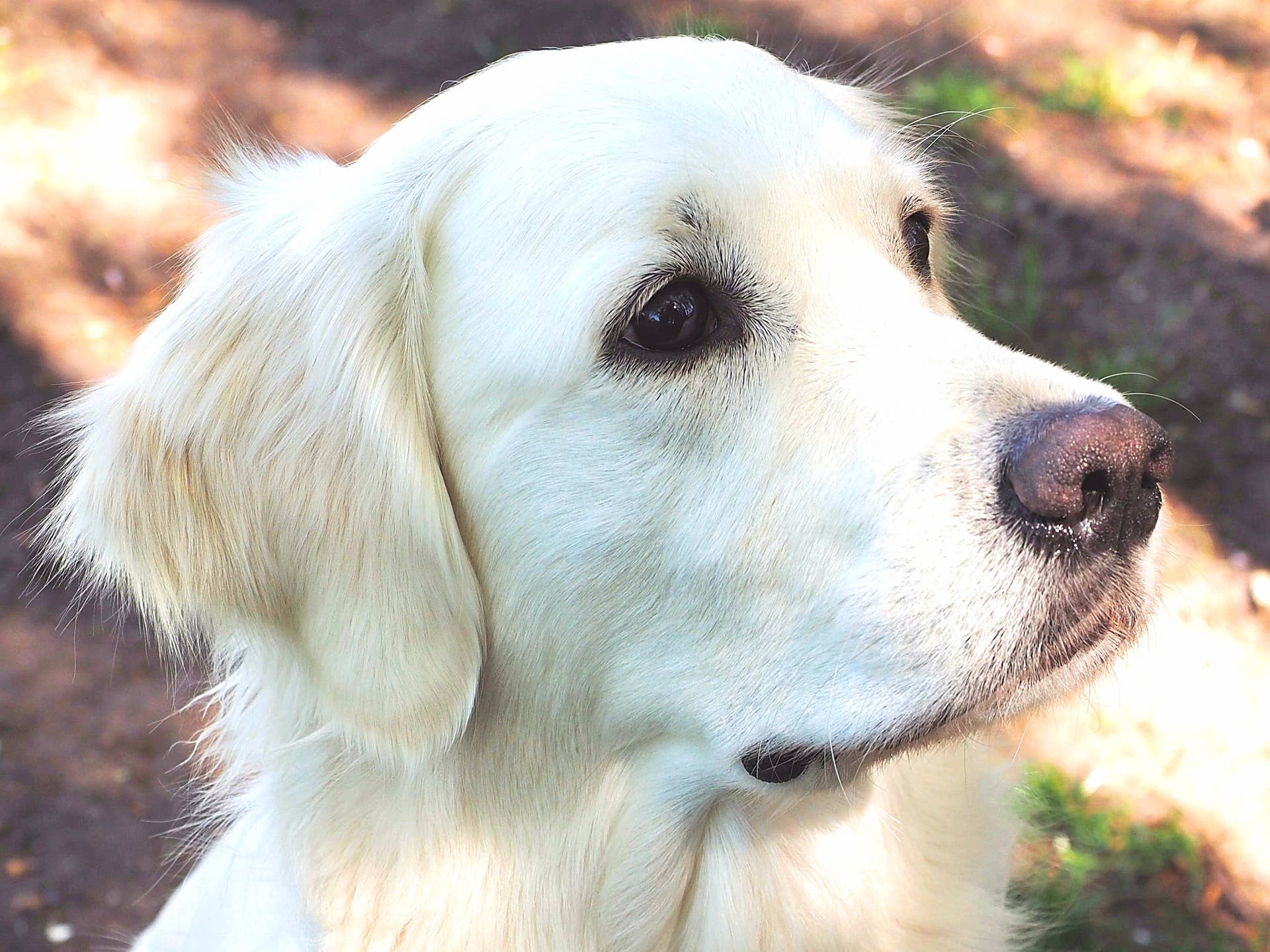 The Truth About White Golden Retrievers