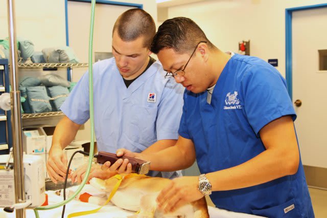 How to Care for Dog Stitches After Surgery (Vet-Reviewed) - PetHelpful