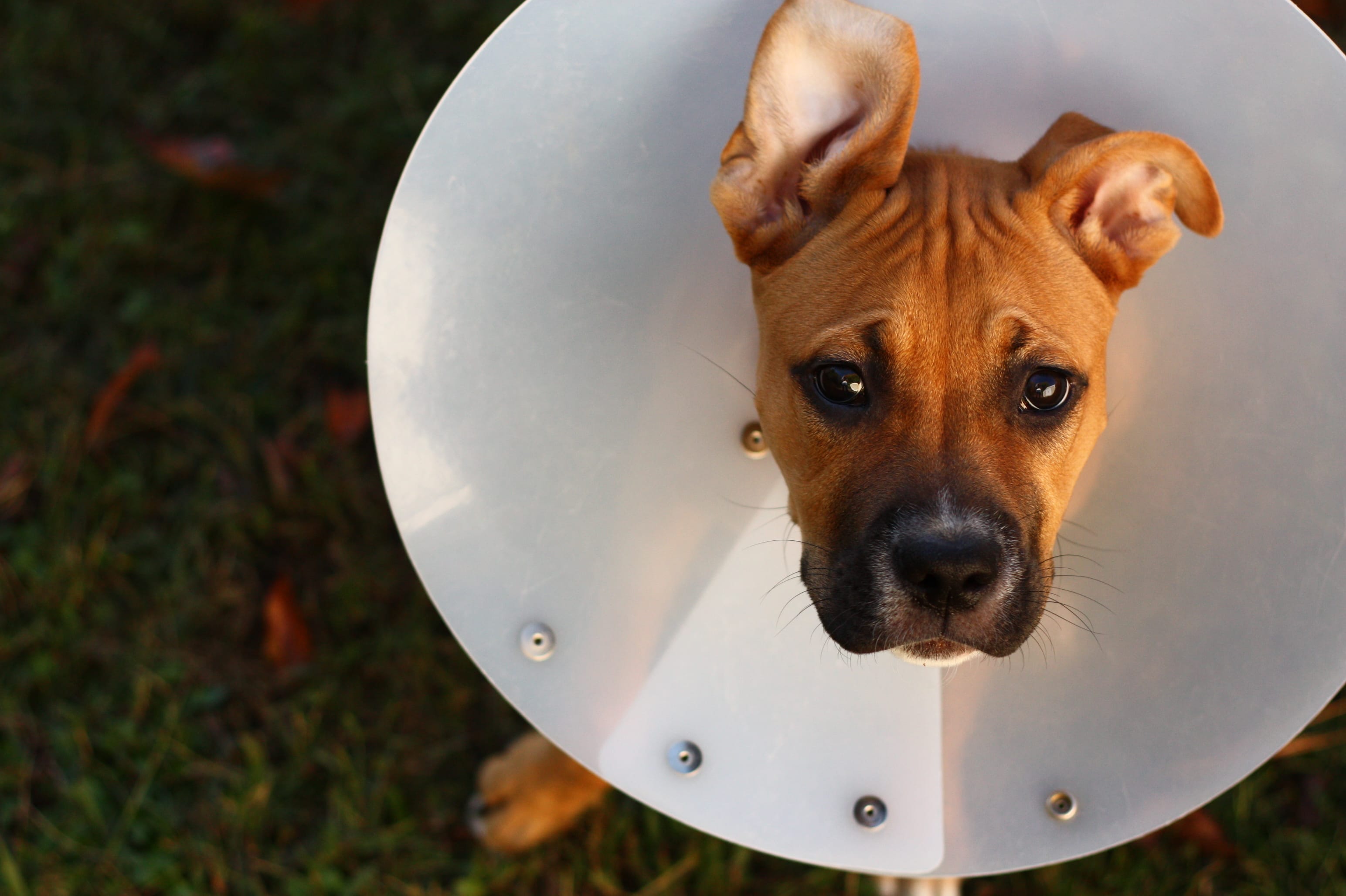 How to Care for Dog Stitches After Surgery (Vet-Reviewed) - PetHelpful