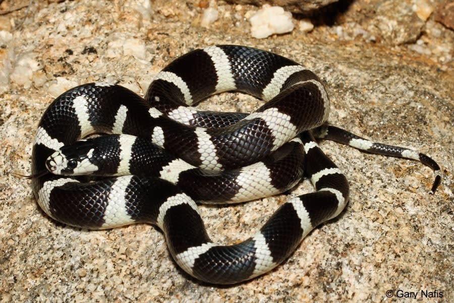 Best Pet Snake Species for Children and Beginners - PetHelpful