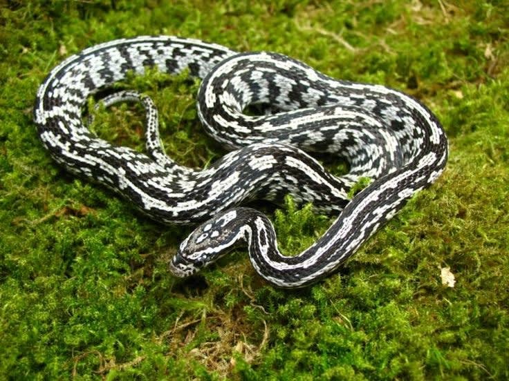 Best Pet Snake Species for Children and Beginners - PetHelpful