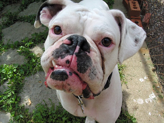 10 Reasons Why Your Sick Dog Is Drooling Too Much and Why You Should Be ...