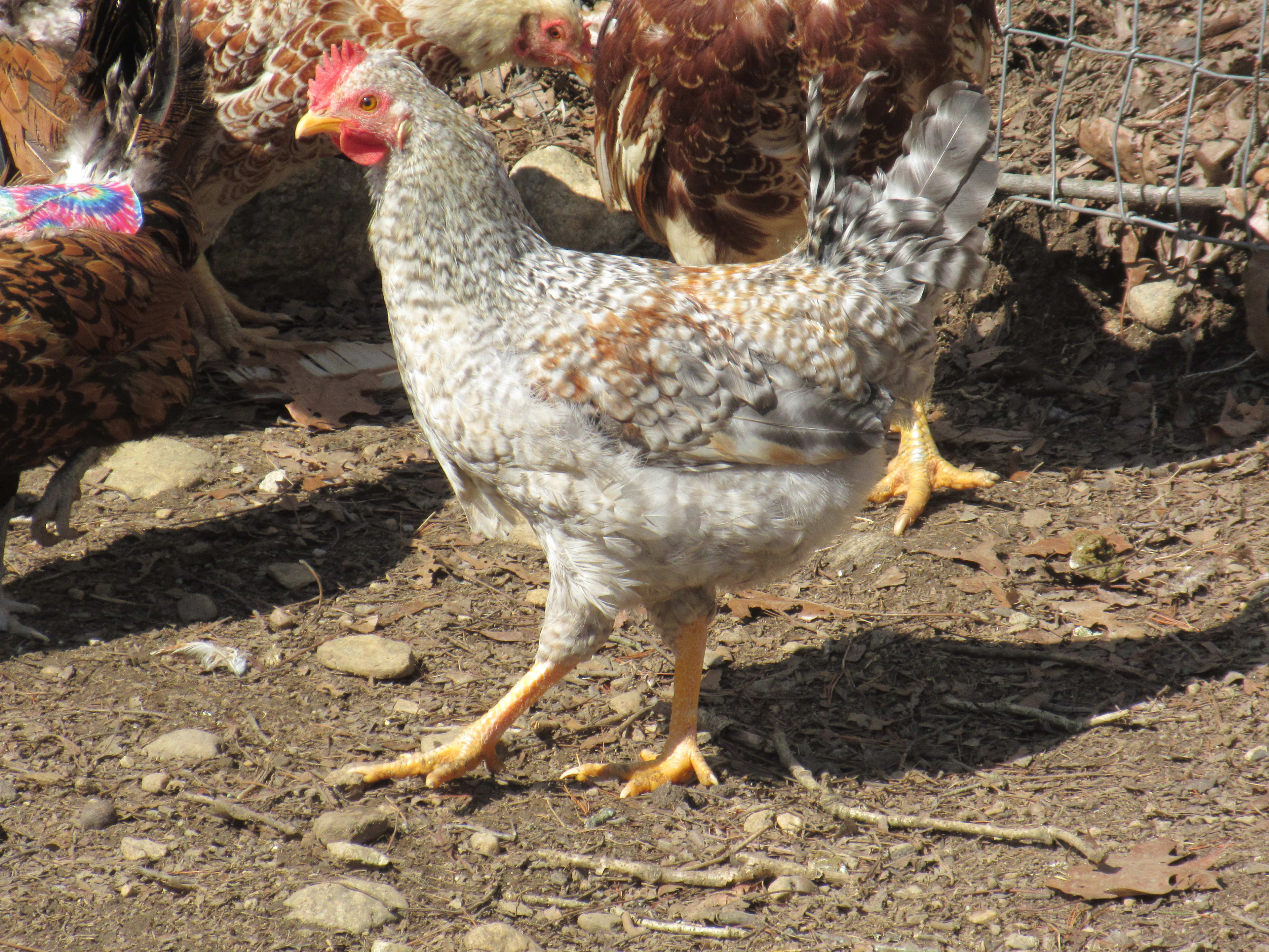 How to Buy or Adopt Animals Online With Civility and Finesse - PetHelpful