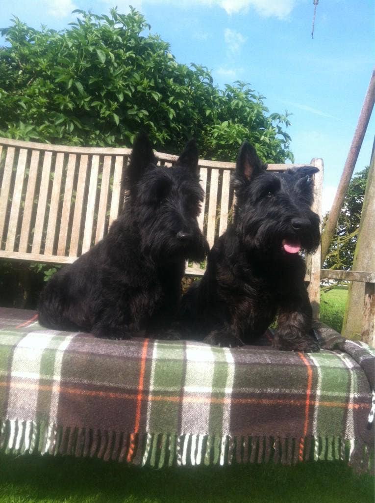 Scottish Terrier 101 Caring For Your Scottish Terrier In 2024: Best