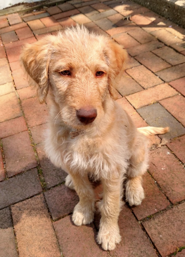 The Double Doodle: A Perfect Family Dog - PetHelpful
