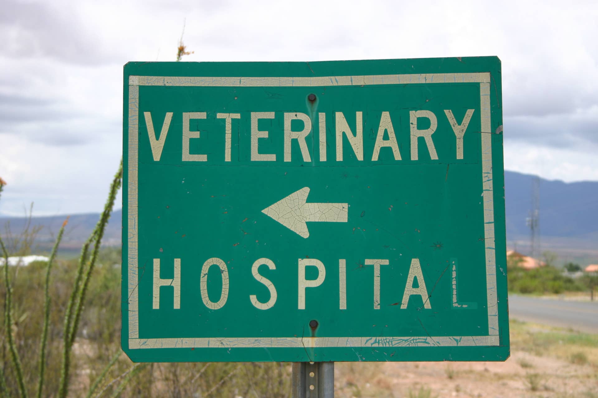 How Long After a Dog Loses Her Mucus Plug Does Labor Start? - PetHelpful