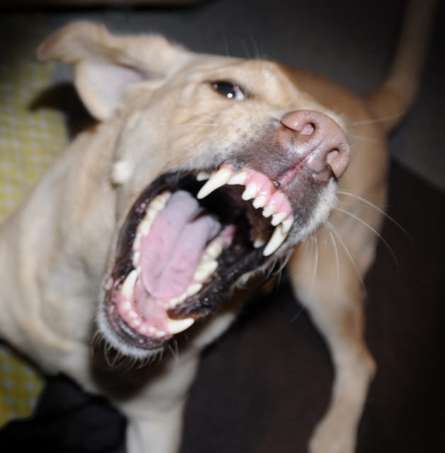 How to Protect Your Dog From Being Attacked: 4 Strategies - PetHelpful