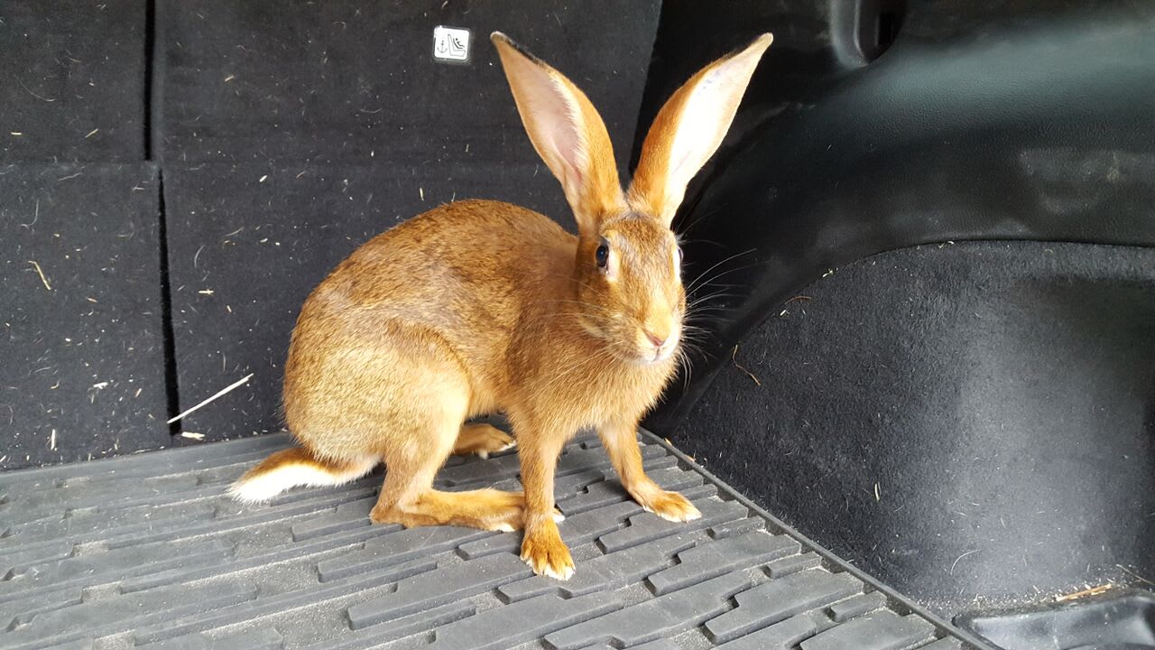 The History of Belgian Hares in the US (and What They're Like as Pets)