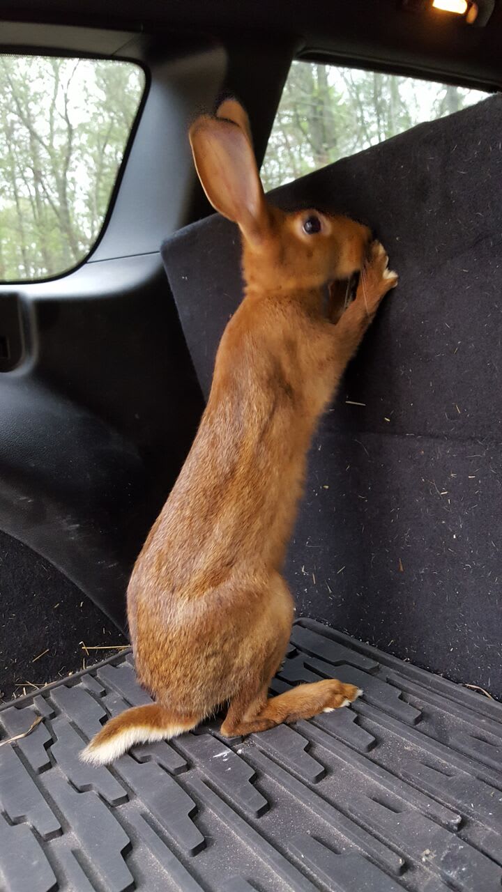 The History of Belgian Hares in the US (and What They're Like as Pets)