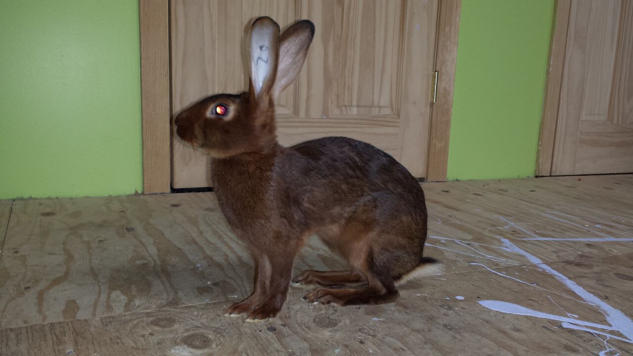 The History of Belgian Hares in the US (and What They're Like as Pets)