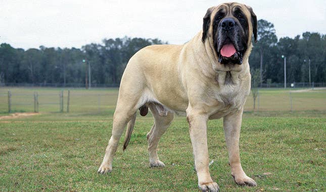 The 6 Biggest Breeds of Dogs