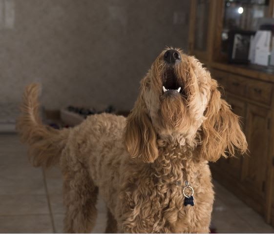 How to Help a Dog Recover From a Dog Attack - PetHelpful