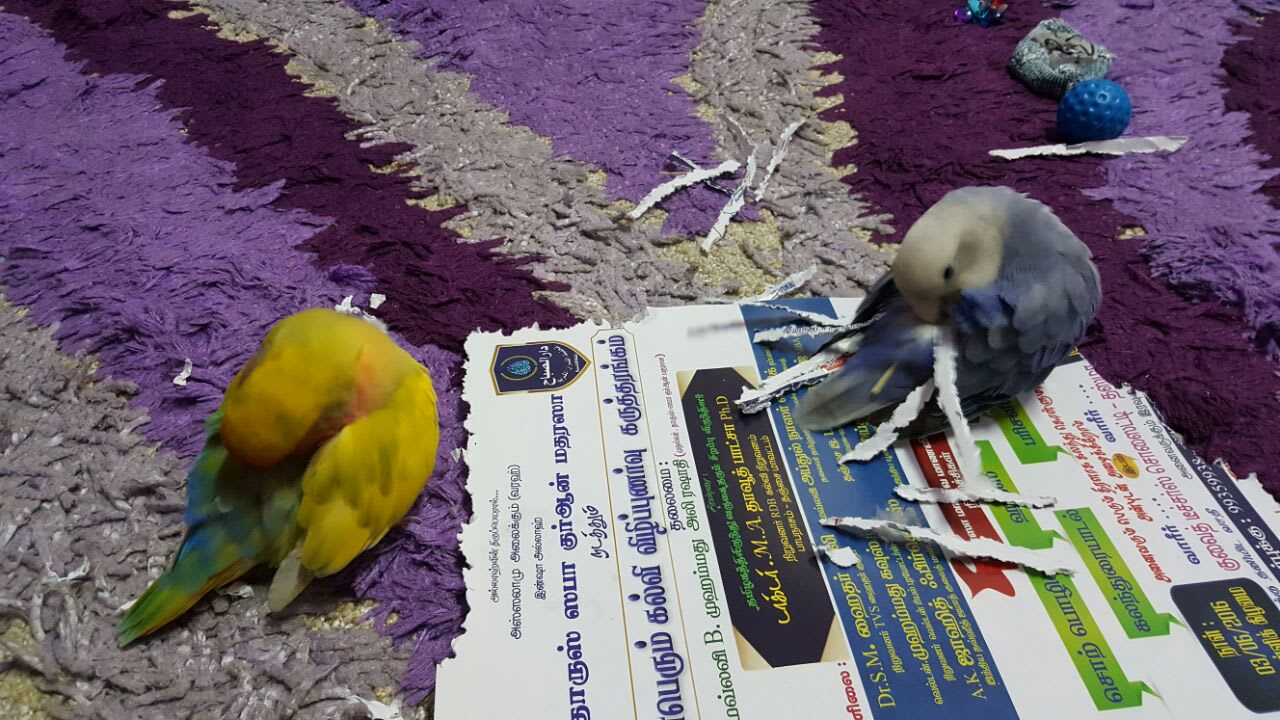 Nesting Behavior in Lovebirds