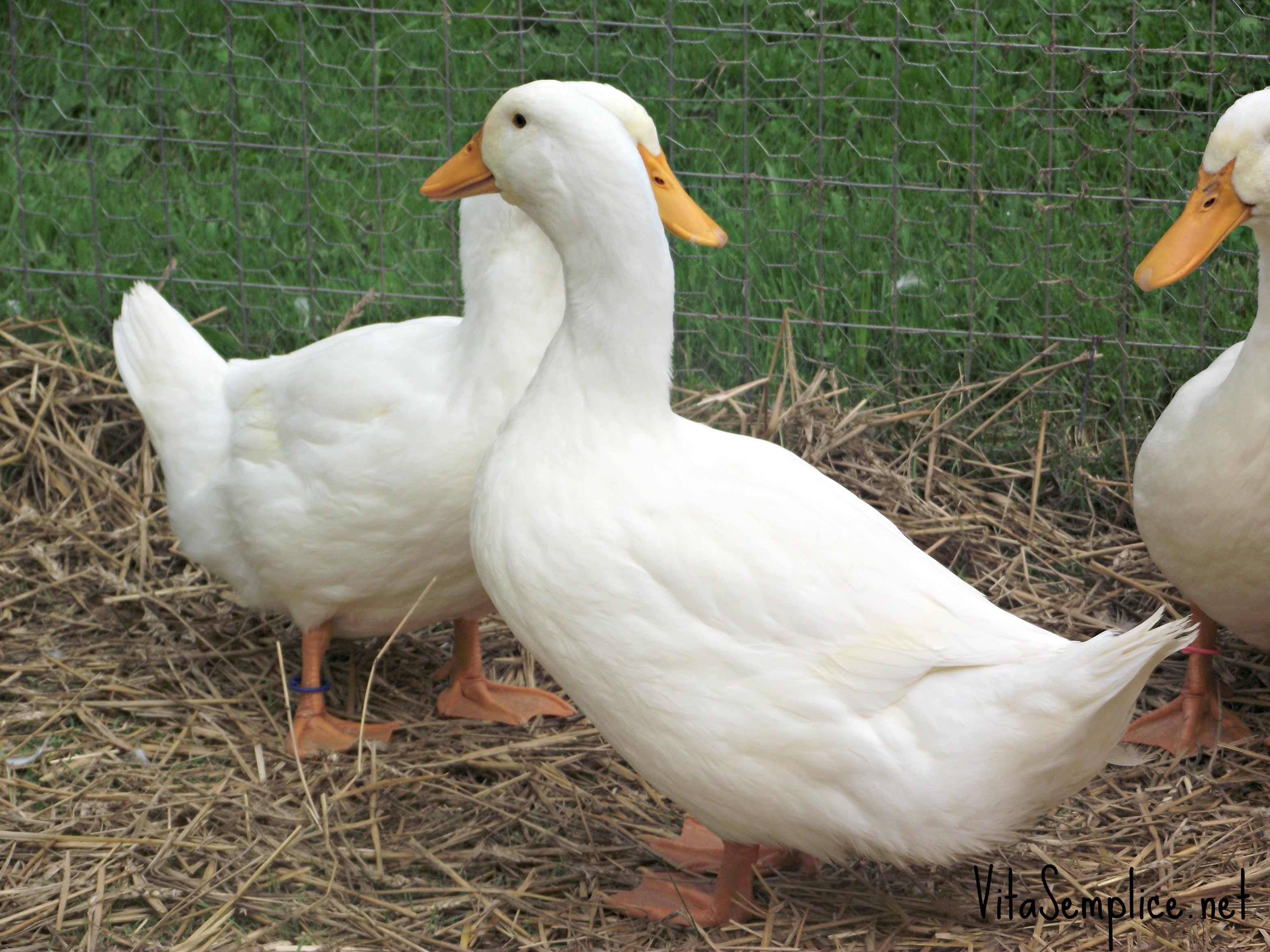 Everything You Need to Know About Pekin Ducks - PetHelpful