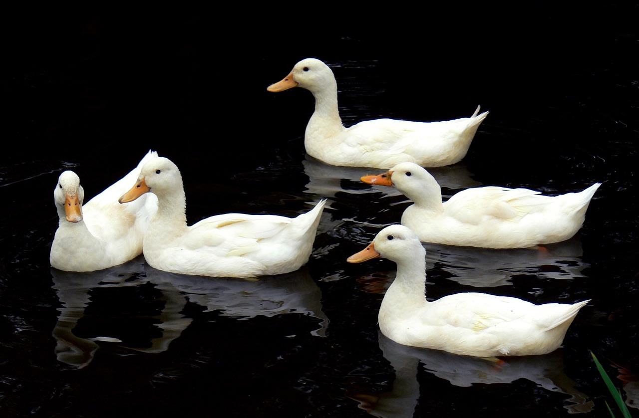 Everything You Need to Know About Pekin Ducks - PetHelpful